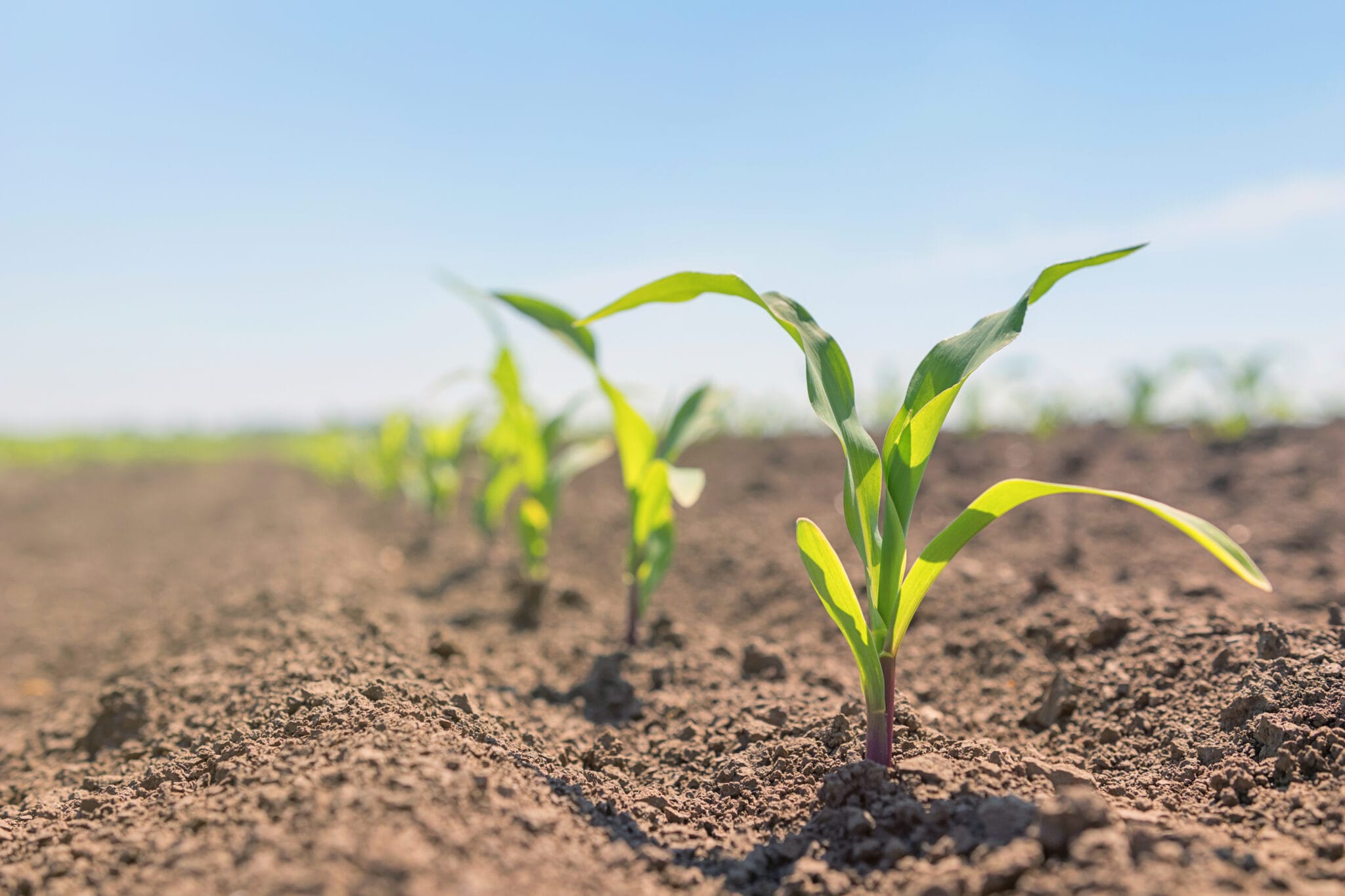 The DeLong Co., Inc. - We Cultivate Prosperity